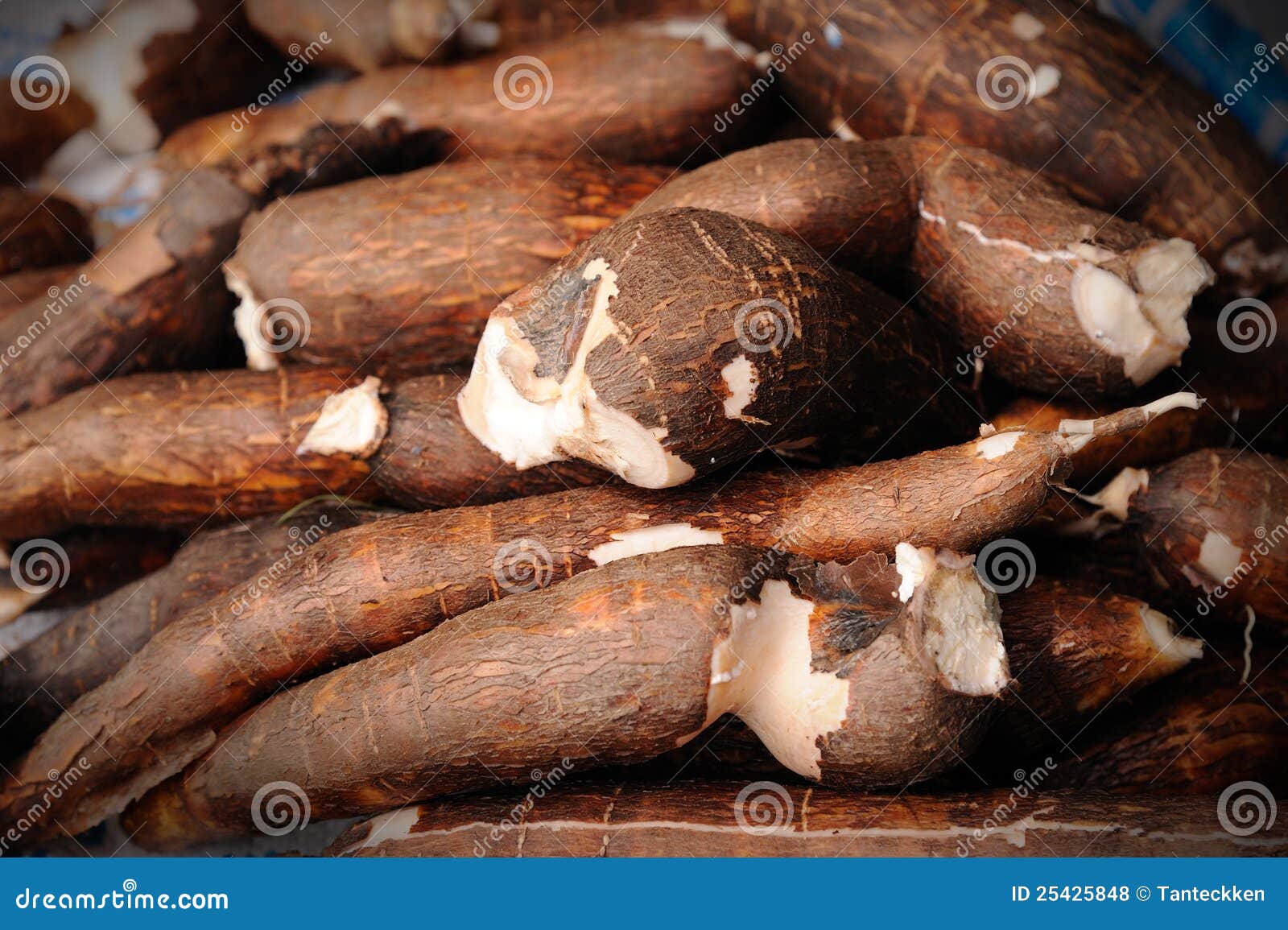 Fresh tapioca stock photo. Image of cassava, nature, cultivate - 25425848