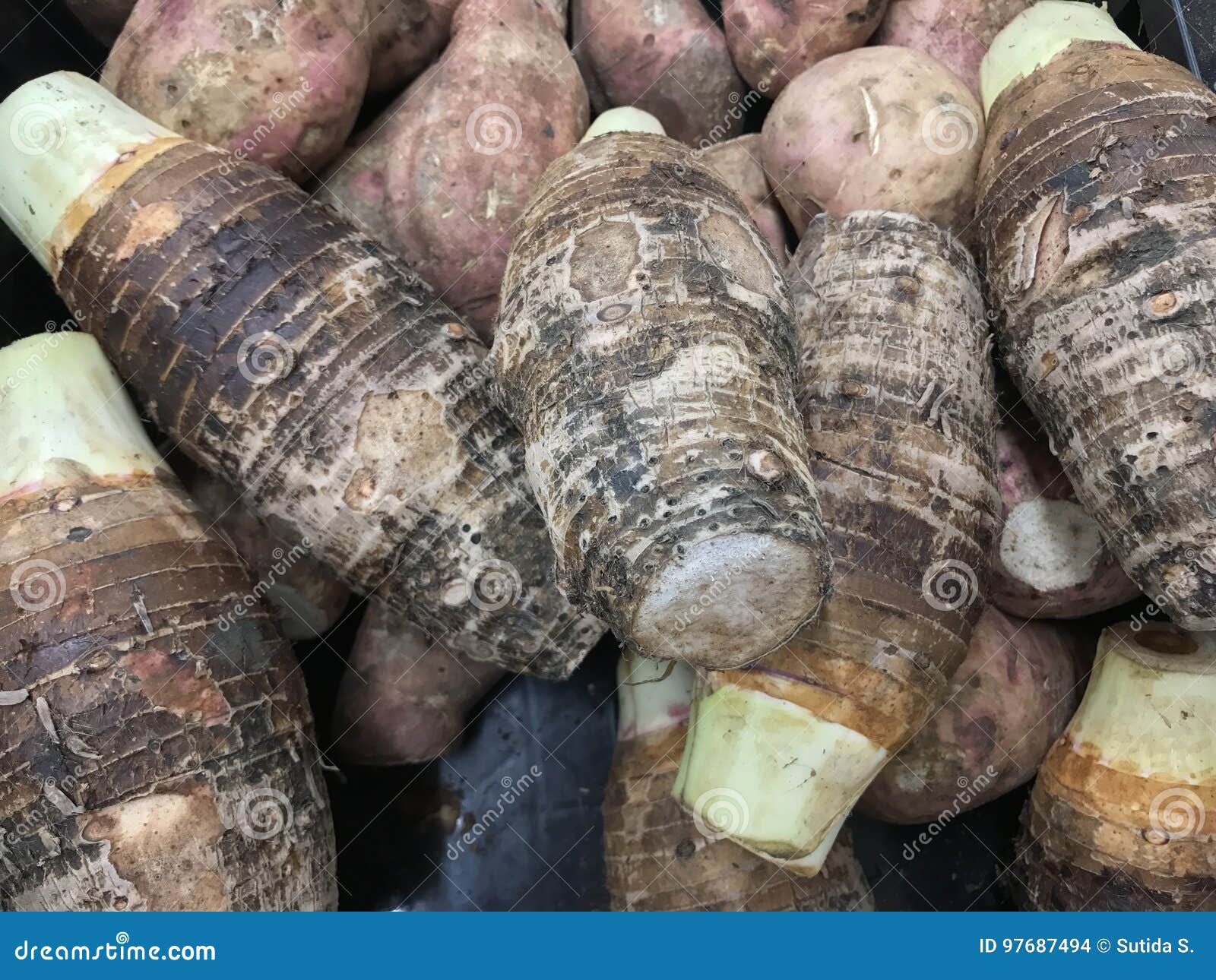 Pile of taro stock photo. Image of beta, garden, fresh - 97687494