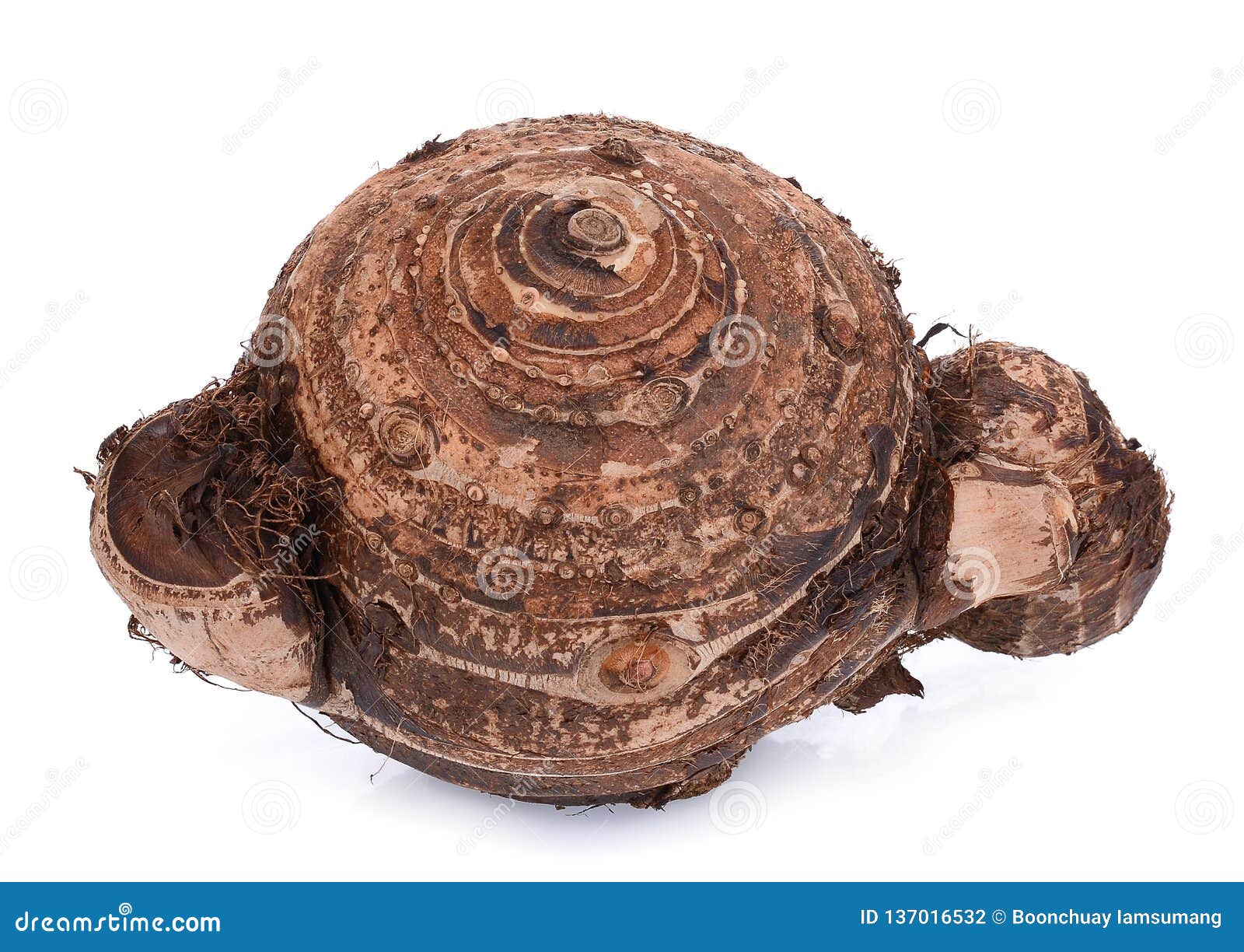 Fresh Taro Isolated on White Stock Photo - Image of corm, asia: 137016532
