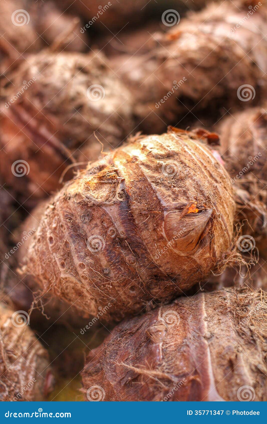 Fresh taro stock image. Image of group, plant, fruit - 35771347