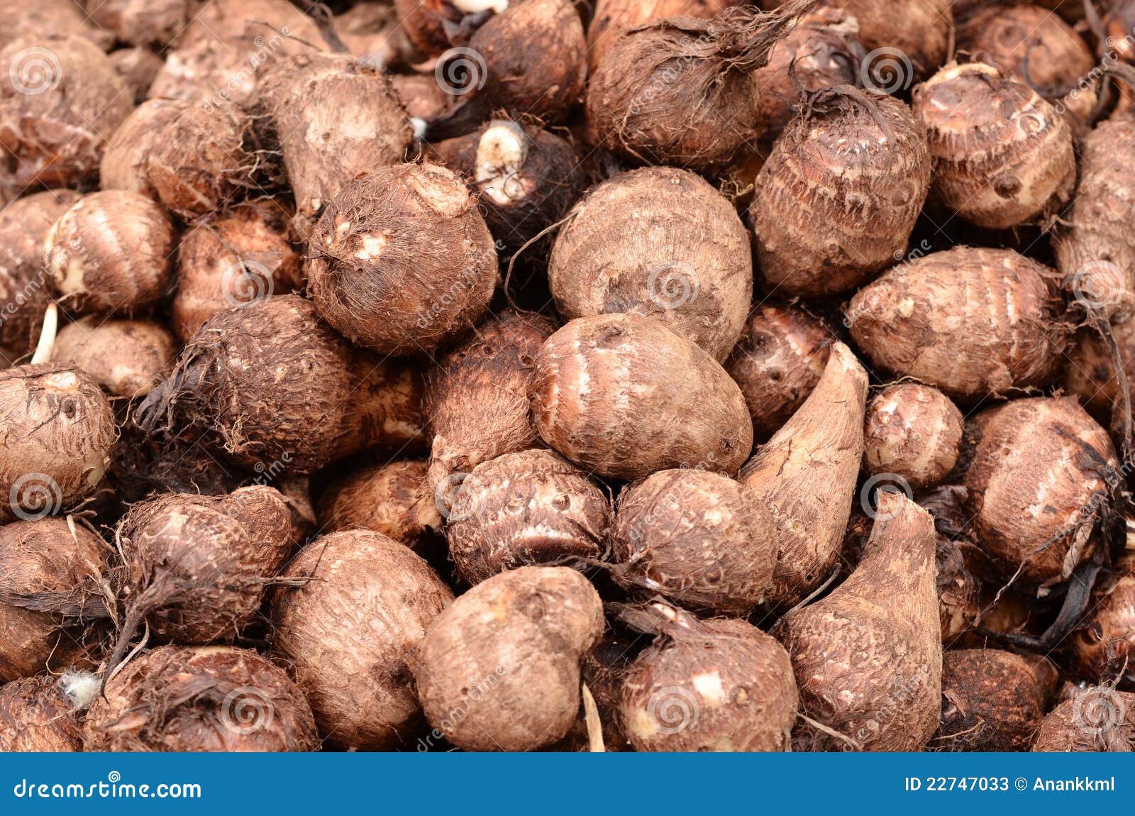 Two Cut Fresh Taro Root (colocasia) Royalty-Free Stock Photography ...
