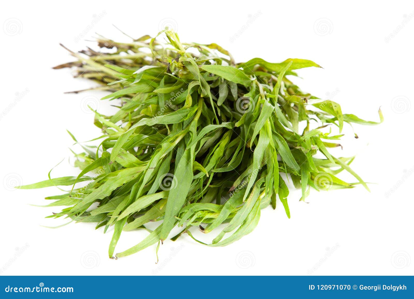 Fresh tarragon leaves stock photo. Image of taste, tarragon - 120971070