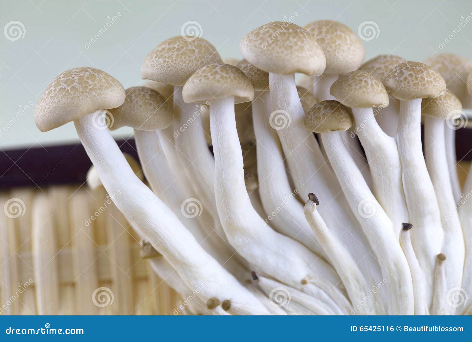 Fresh and Tasty Bunashimeji Mushrooms Stock Photo - Image of ...