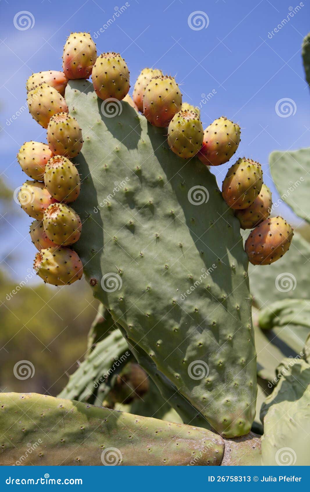 Fresh Tasty Prickly Pear on Tree Outside in Summer Stock Image - Image ...