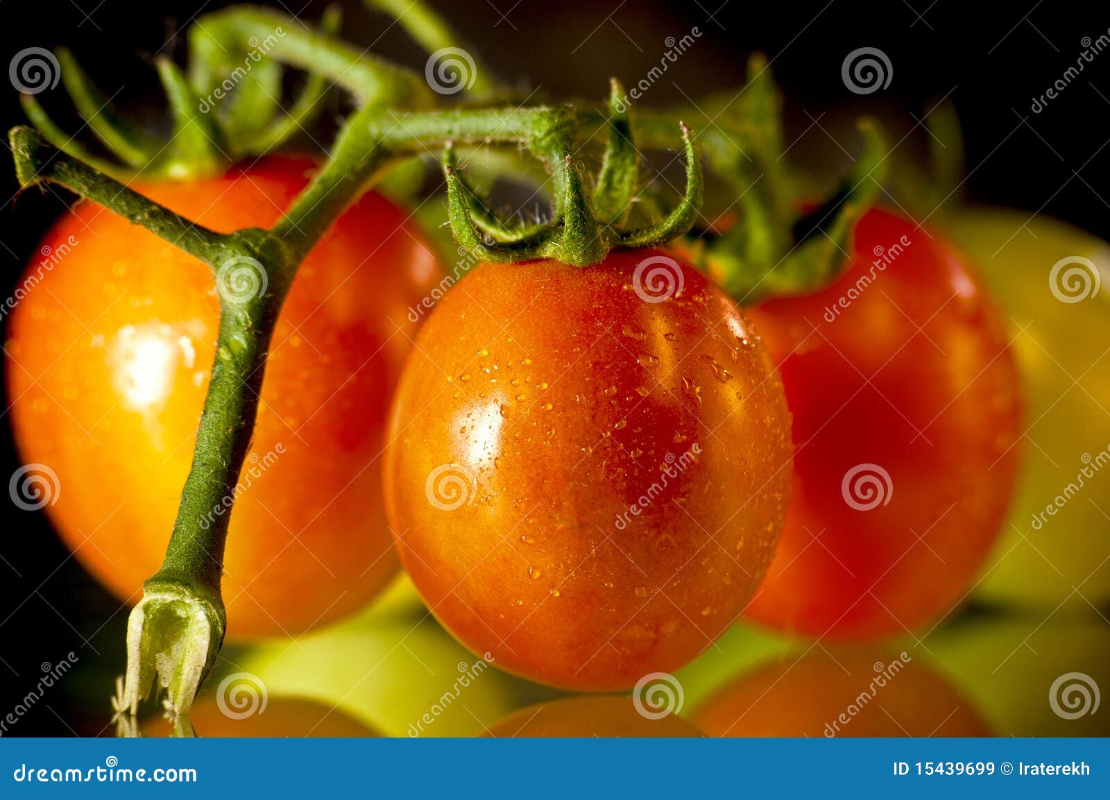 Fresh tasty red tomatoes stock image. Image of bush, water - 15439699