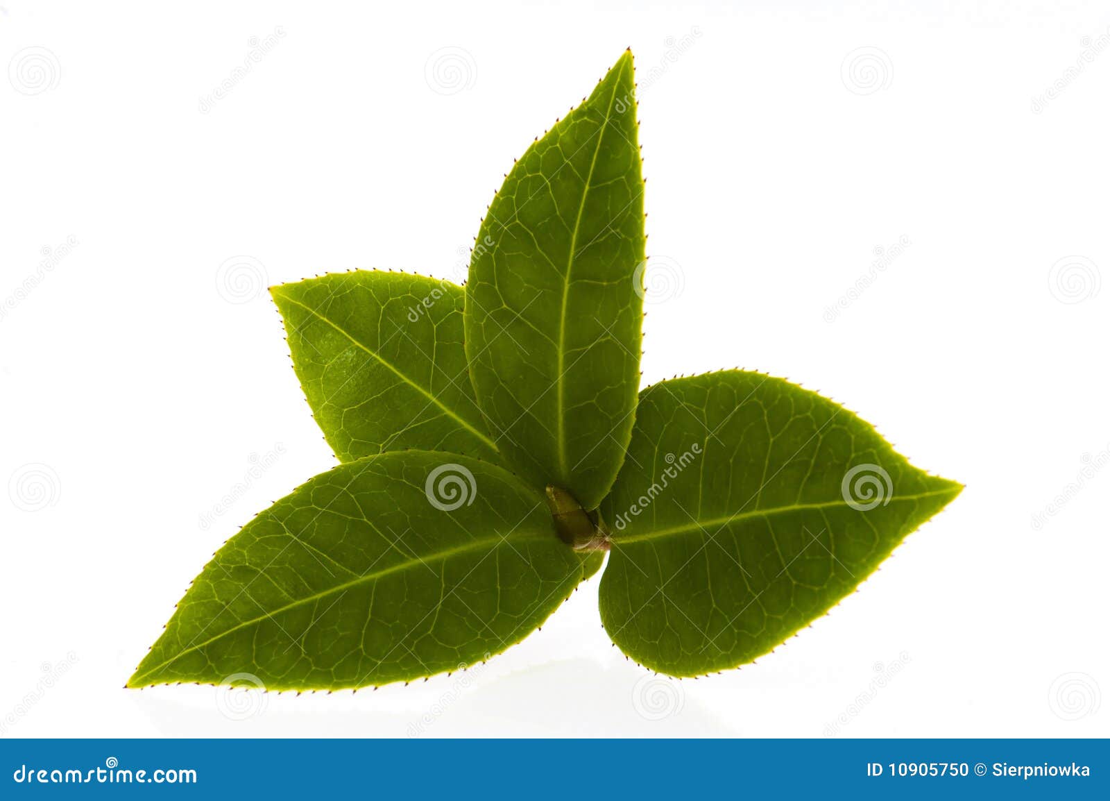 Fresh Tea Branch Isolated on the White Background Stock Photo - Image ...