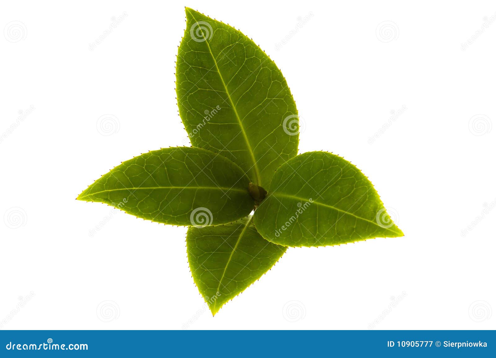 Fresh Tea Branch Isolated on the White Background Stock Image - Image ...