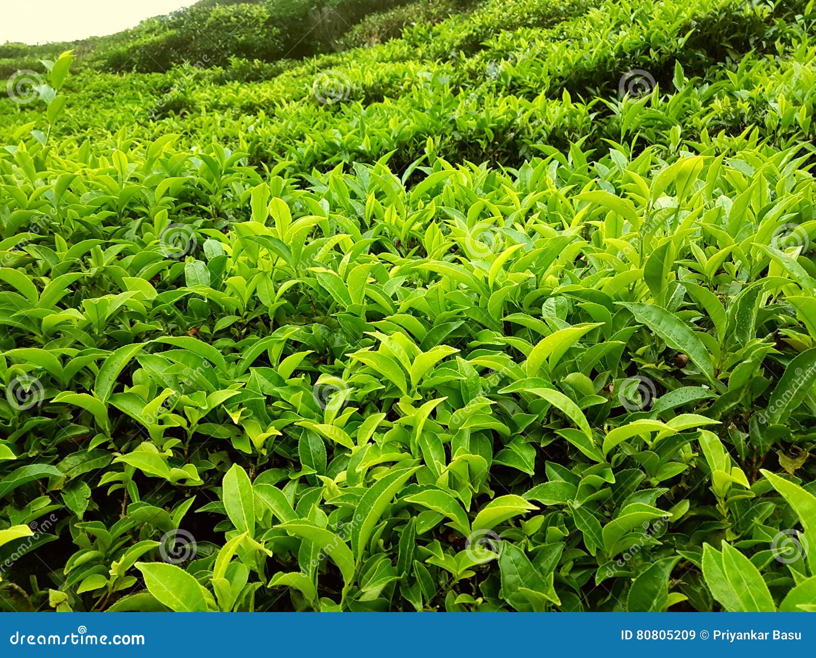 Fresh Tea... stock image. Image of teaand, fresh - 80805209