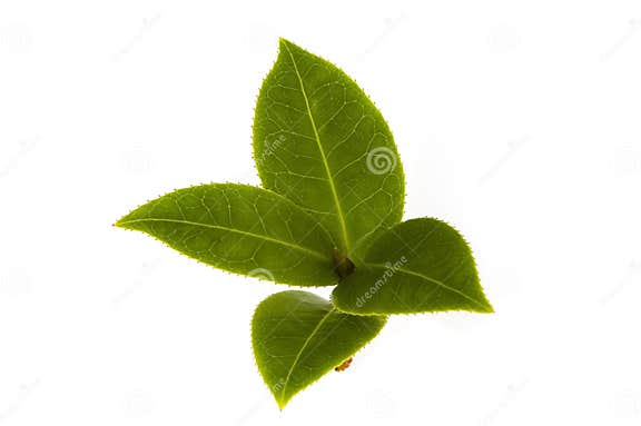 Fresh tea leaf stock image. Image of gold, aroma, flower - 12455517