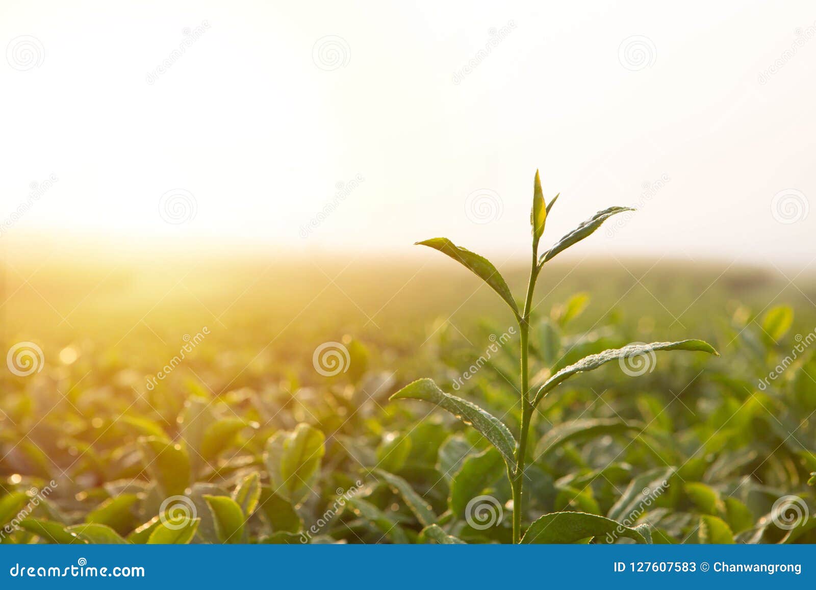 Fresh Tea Leaf in Moring Time Stock Image - Image of drop, harvest ...