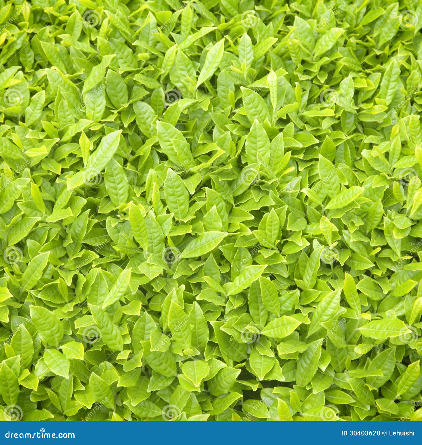 Fresh Tea Leaf Textures Background Stock Photo - Image of close ...