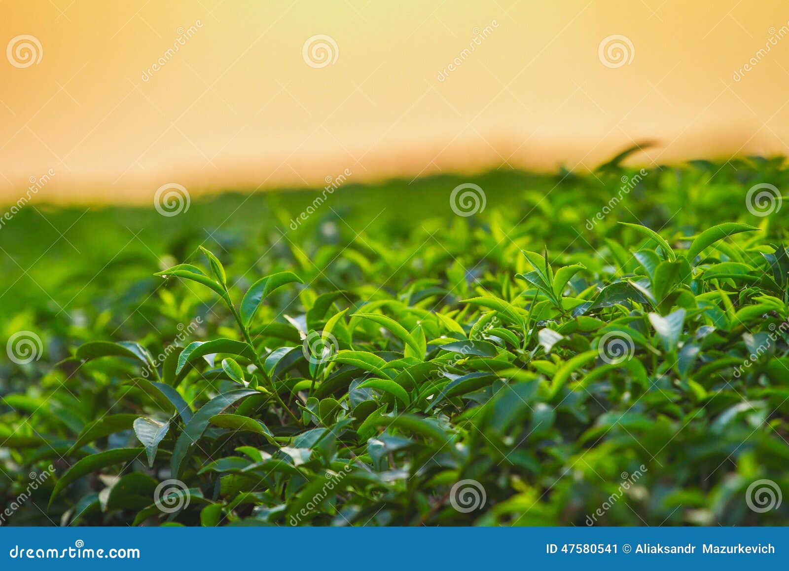 Fresh tea leaves stock image. Image of landscape, asia - 47580541