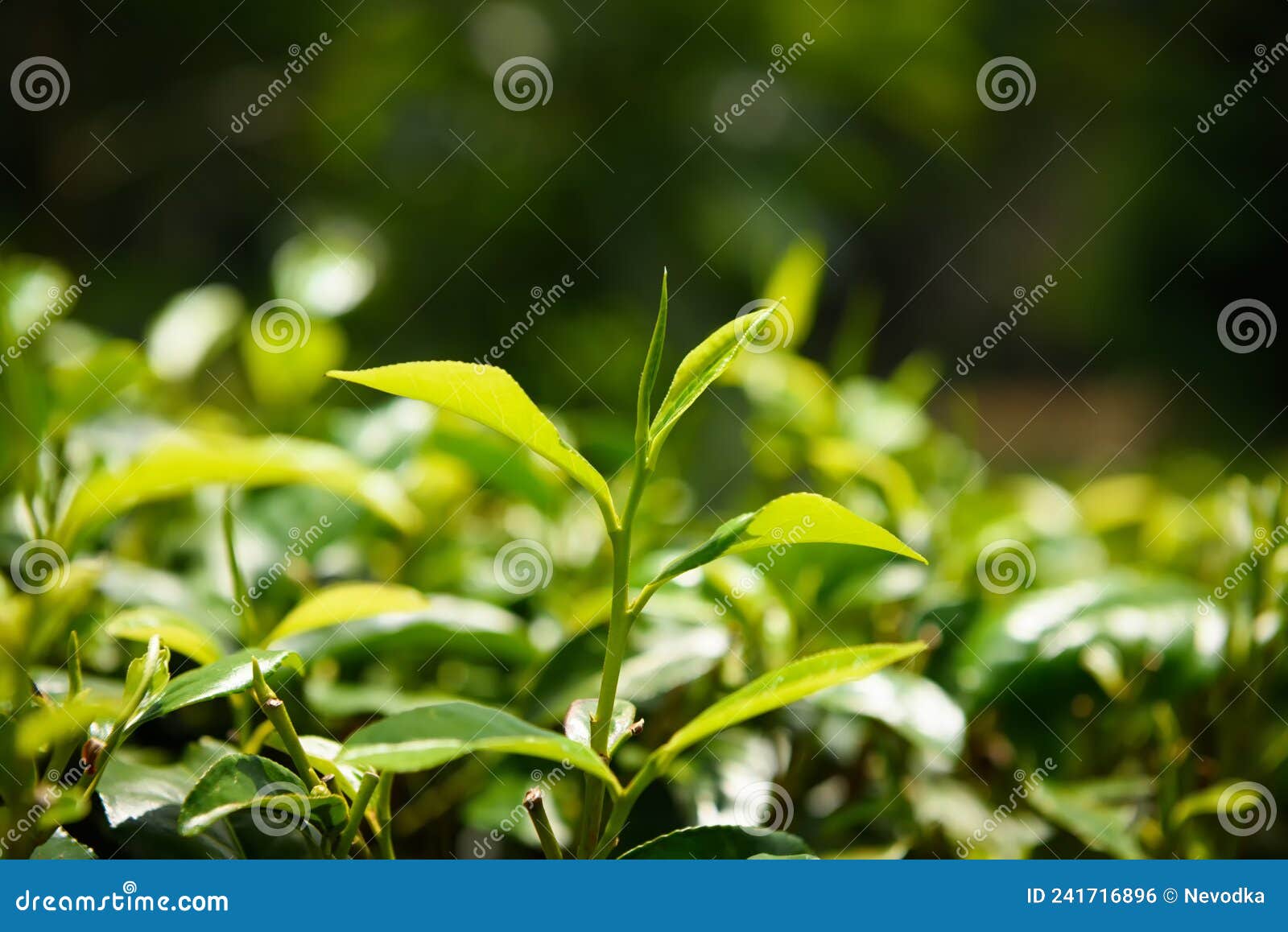 Tea Leaves on Bush at Tea Plantation Stock Photo - Image of field ...