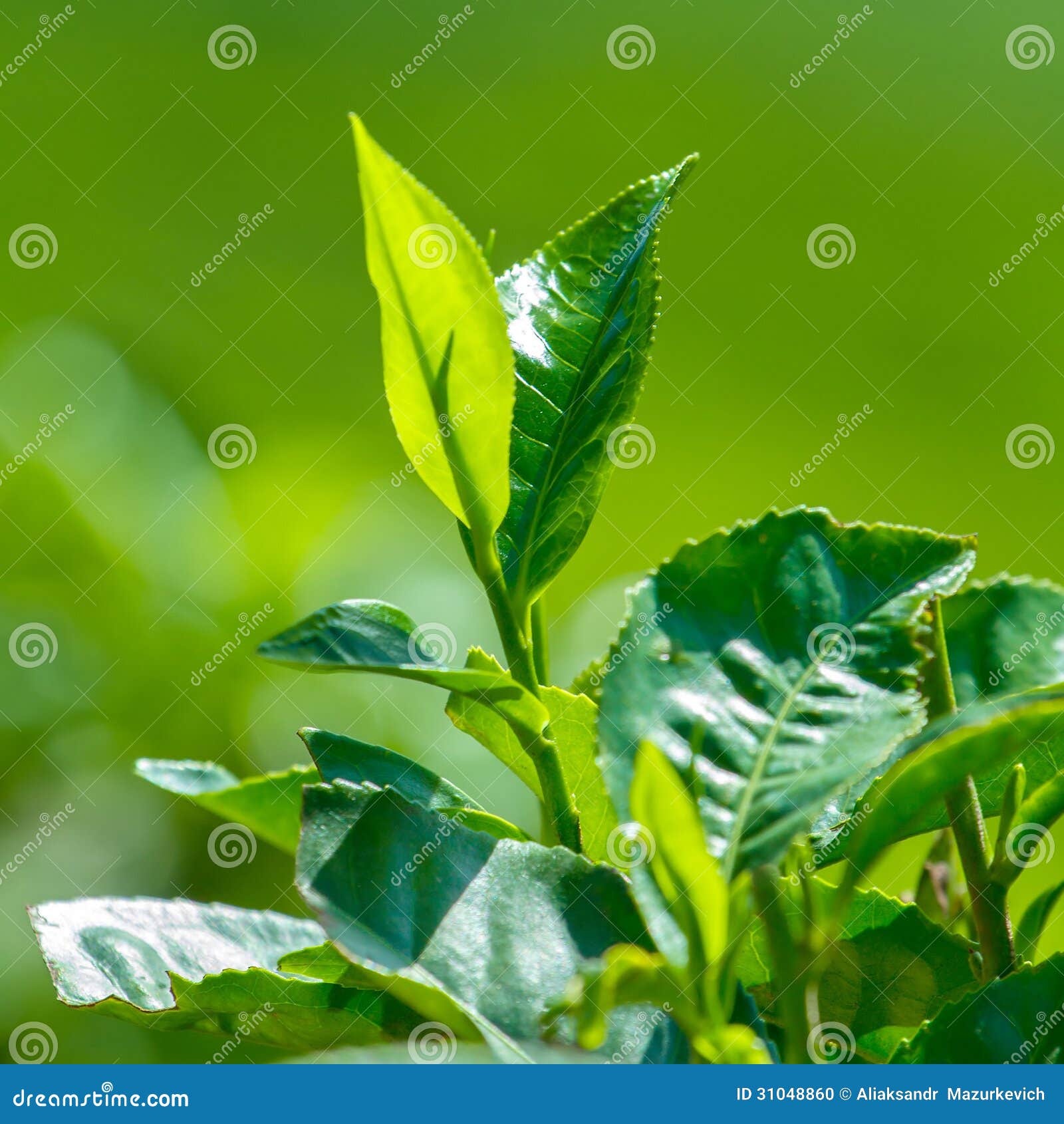 Fresh tea leaves closeup stock photo. Image of field - 31048860