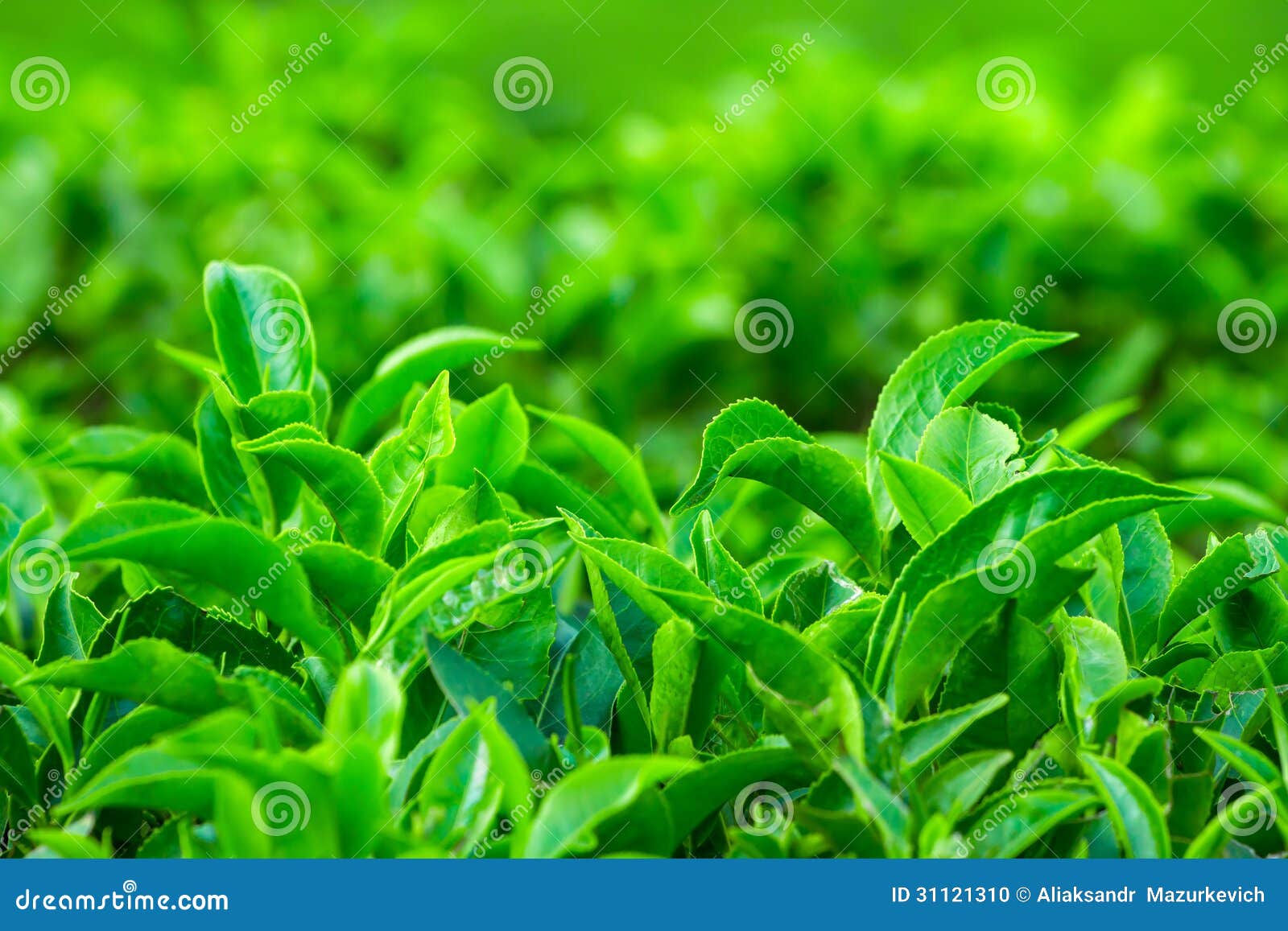 Fresh tea leaves closeup stock photo. Image of healthy - 31121310