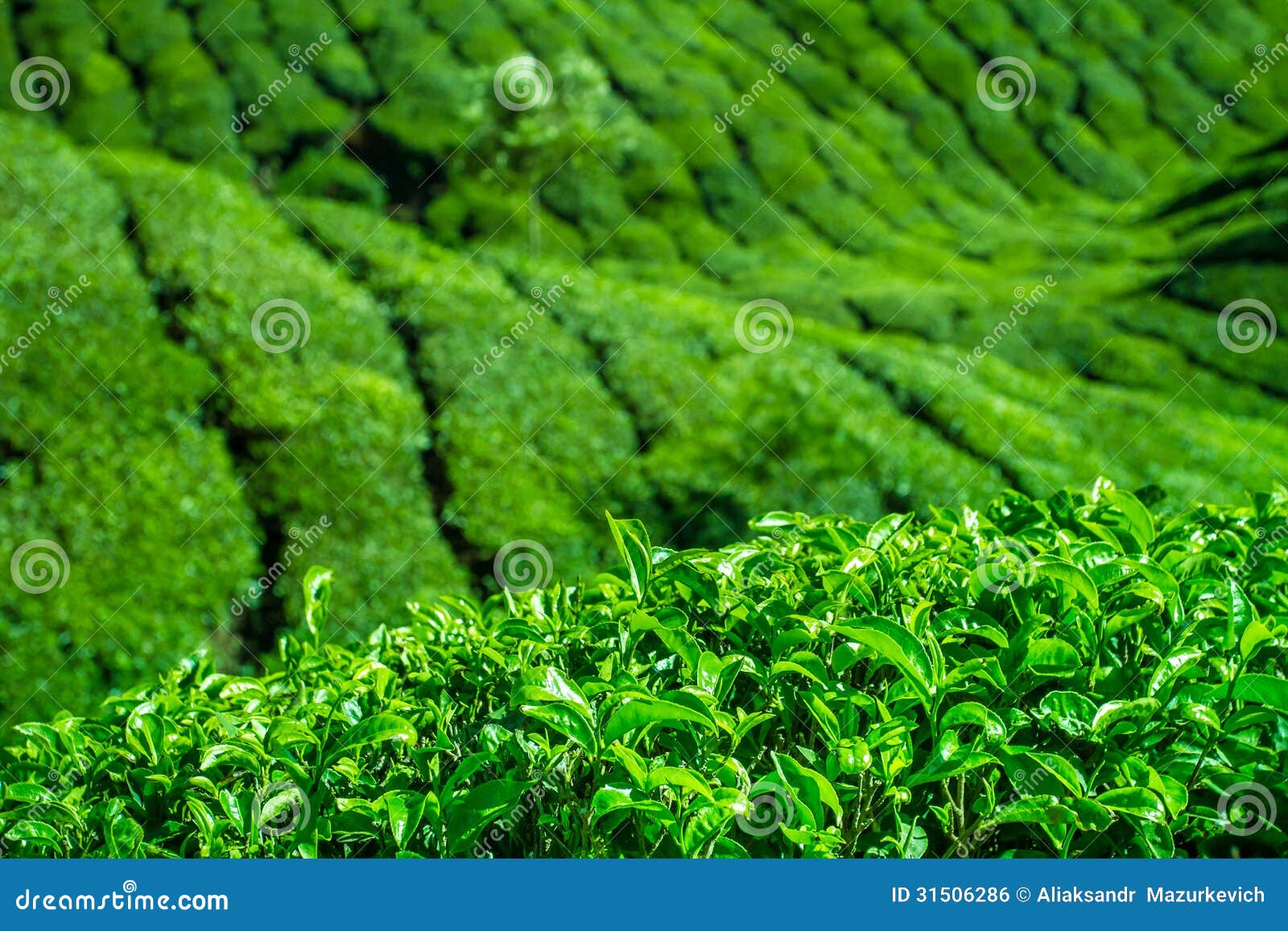 Fresh tea leaves closeup stock photo. Image of asian - 31506286