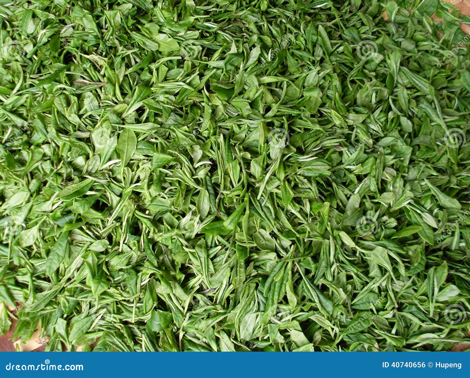 Fresh tea leaves stock photo. Image of foliage, aroma - 40740656