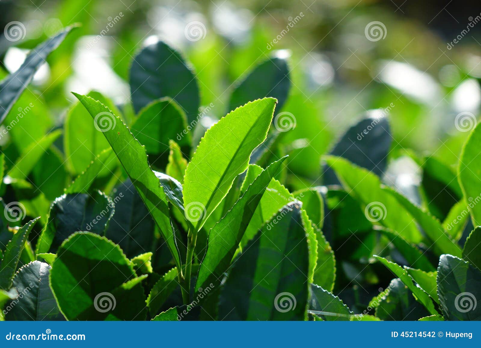Fresh tea leaves stock photo. Image of green, closeup - 45214542