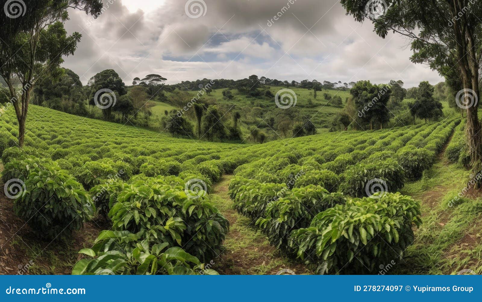Fresh Tea Leaves Grow on Tranquil Mountain Farm Generated by AI Stock ...