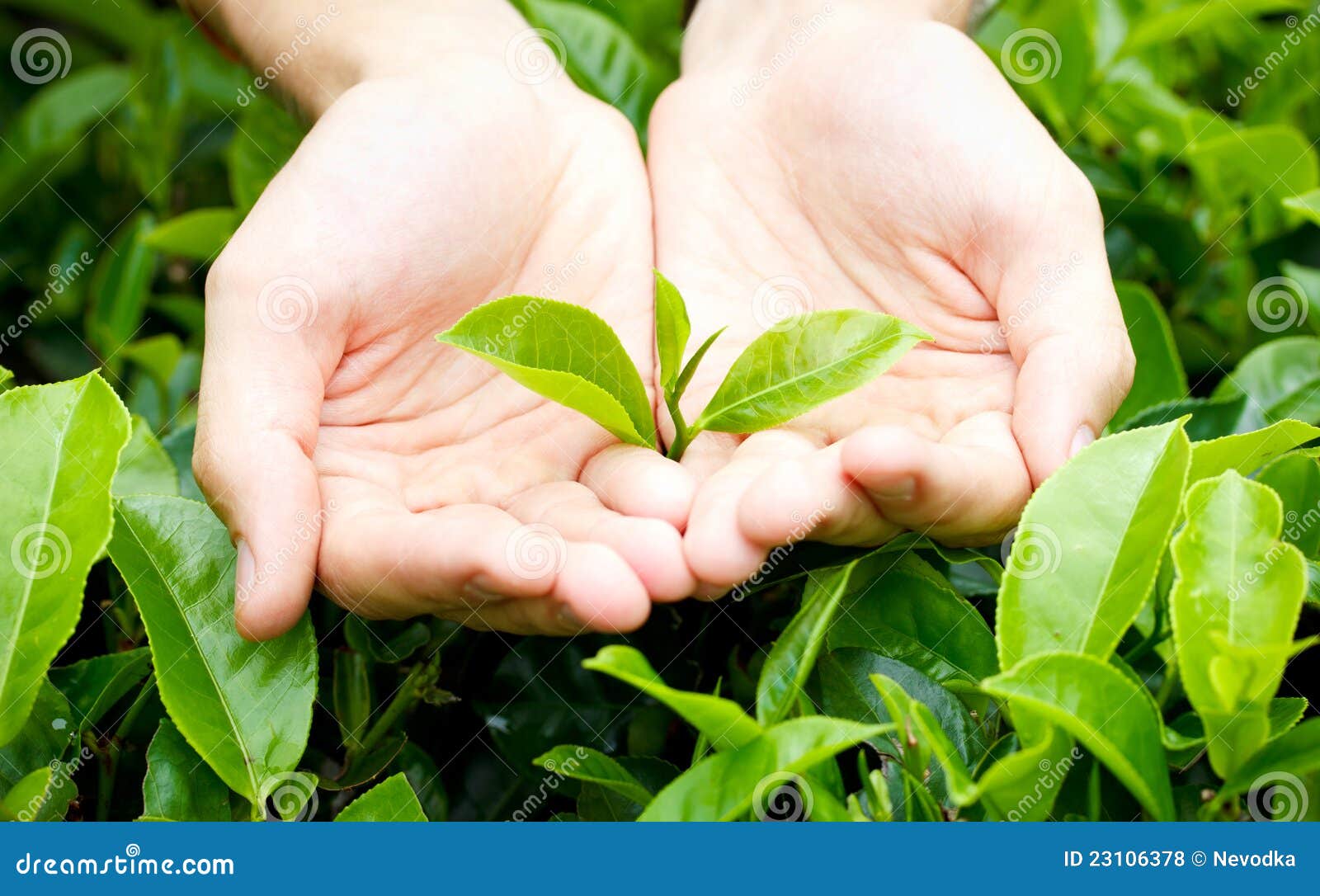 Fresh tea leaves in hands stock photo. Image of grow - 23106378
