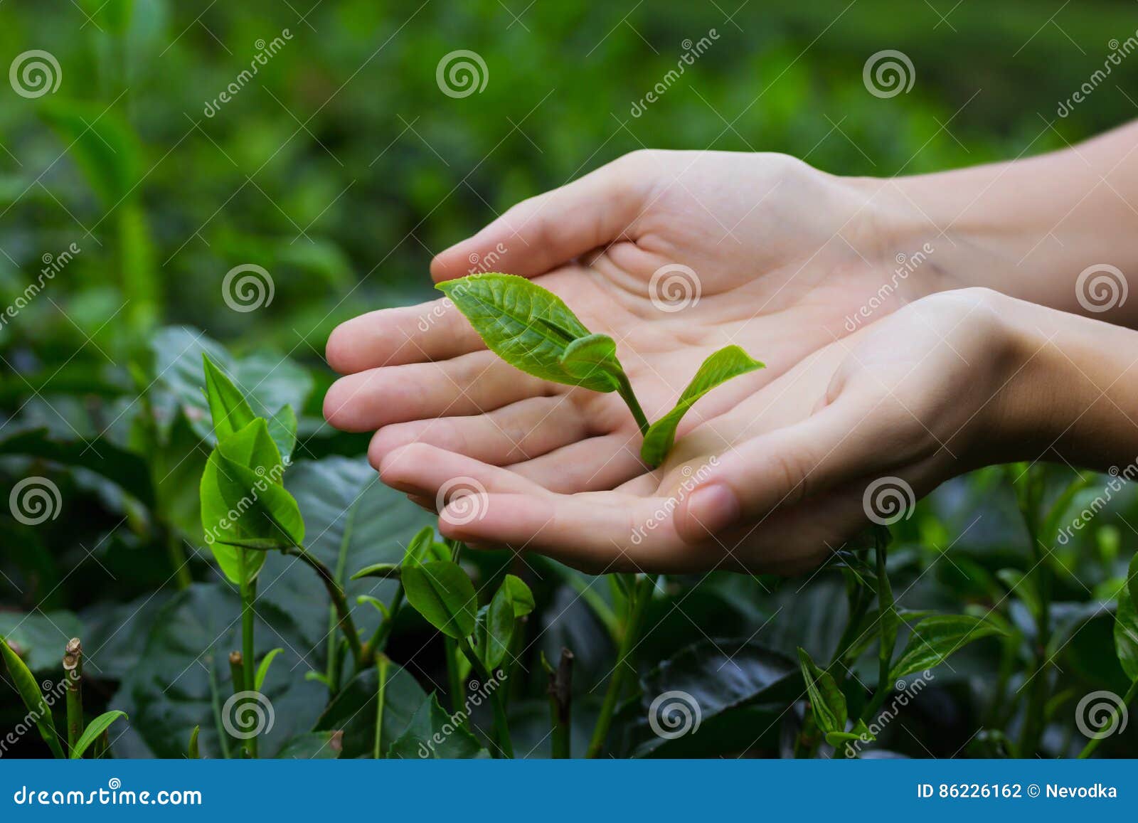 Fresh tea leaves in hands stock photo. Image of harvest - 86226162