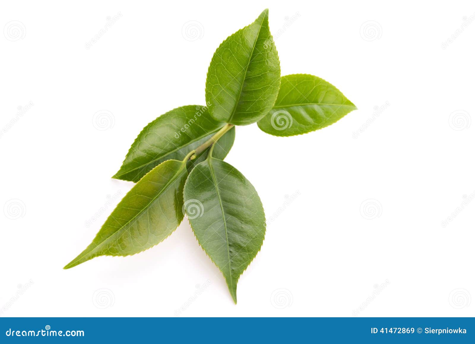 Fresh tea leaves stock image. Image of single, ingredient - 41472869