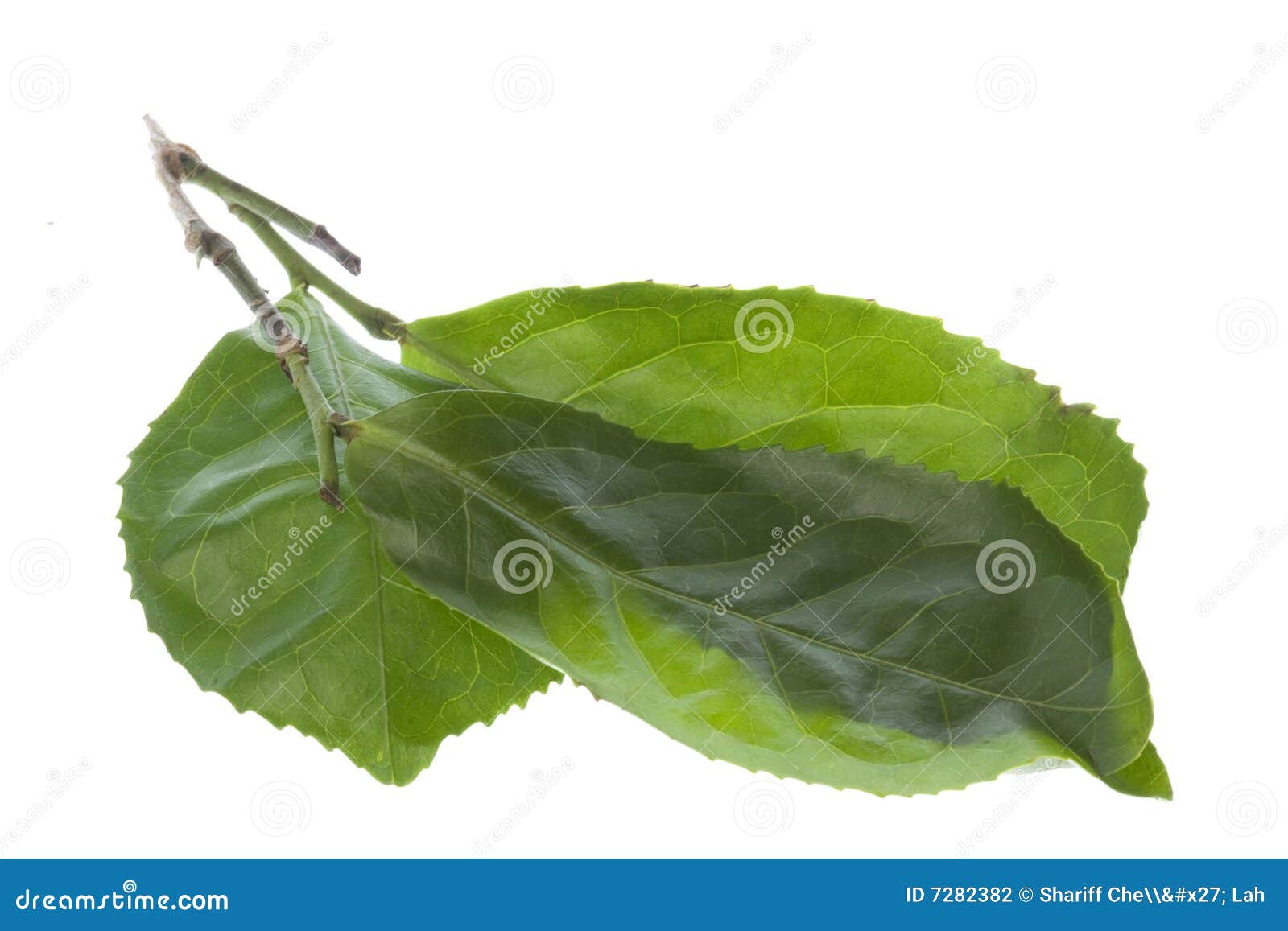 Fresh Tea Leaves Isolated stock photo. Image of isolated - 7282382