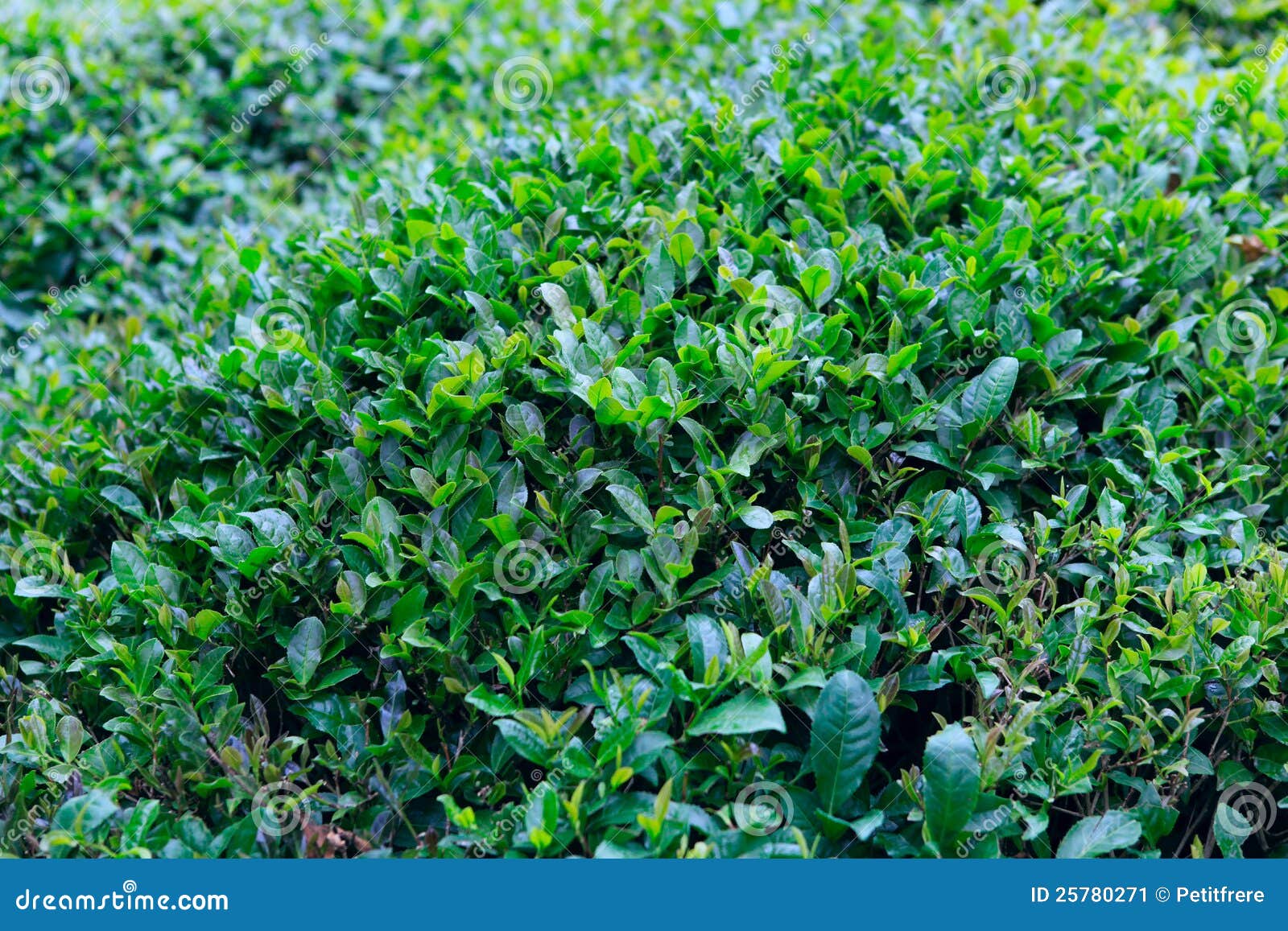Fresh tea plant stock image. Image of turkey, farmland - 25780271