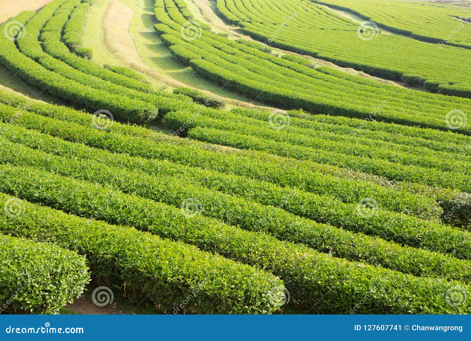Fresh tea plant in farm stock image. Image of health - 127607741