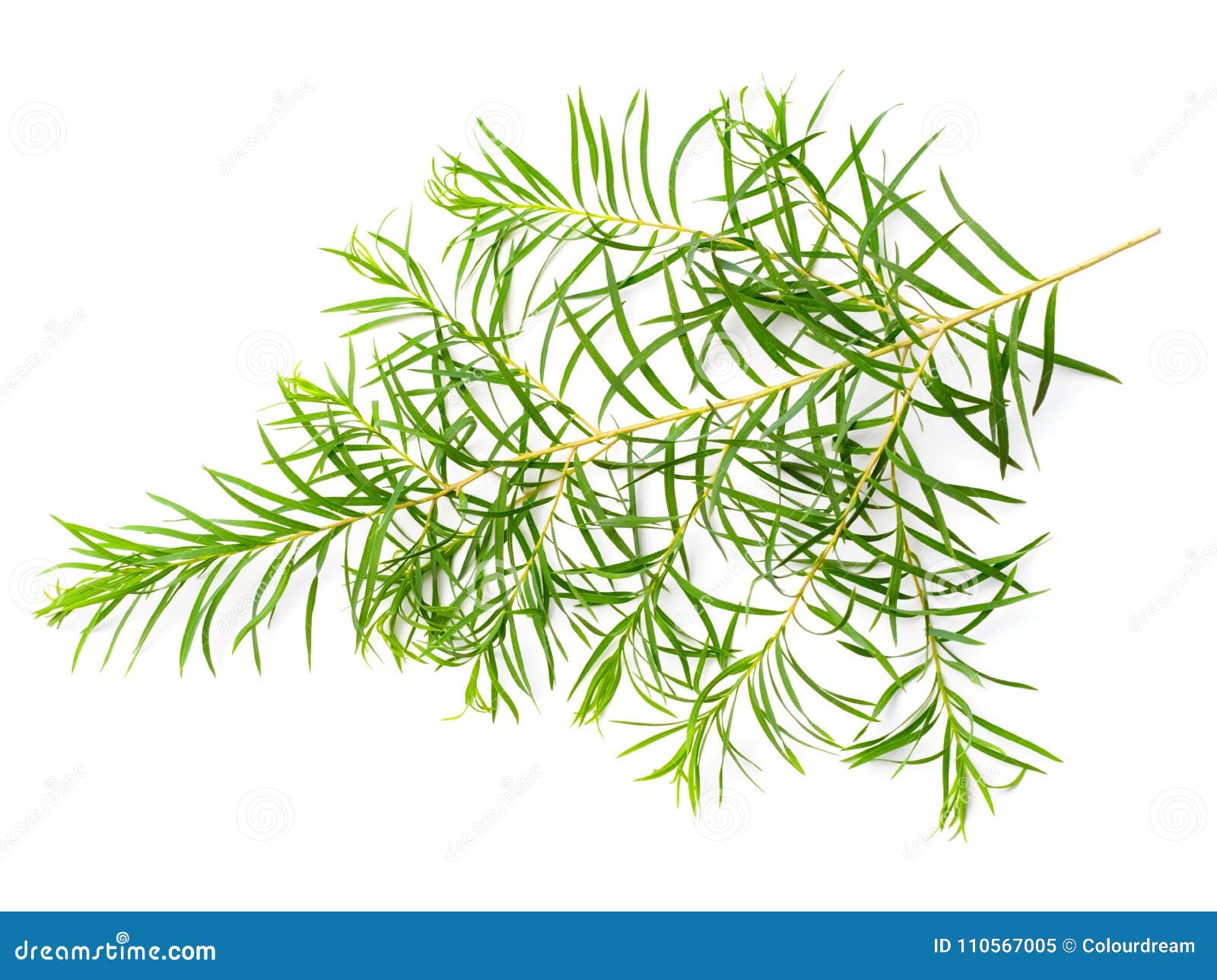 Fresh Tea Tree Leaves Isolated on White Stock Image - Image of fragrant ...