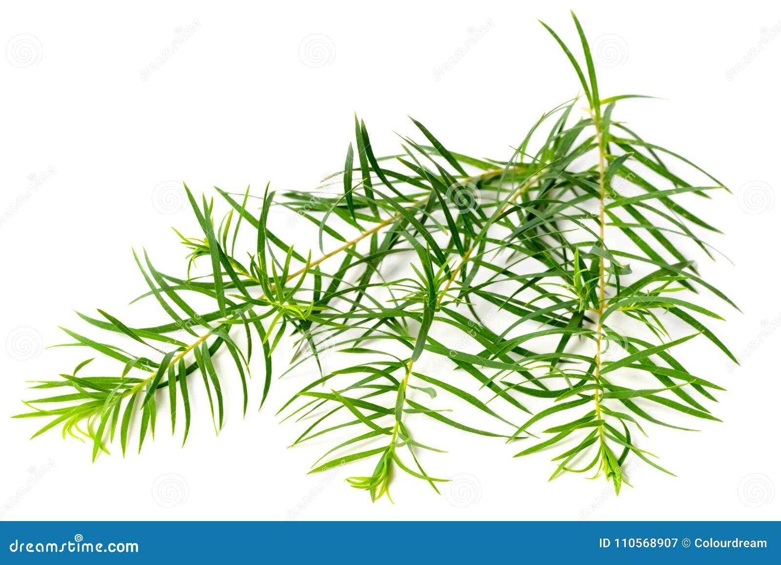 Fresh Tea Tree Leaves Isolated on White Stock Image - Image of white ...
