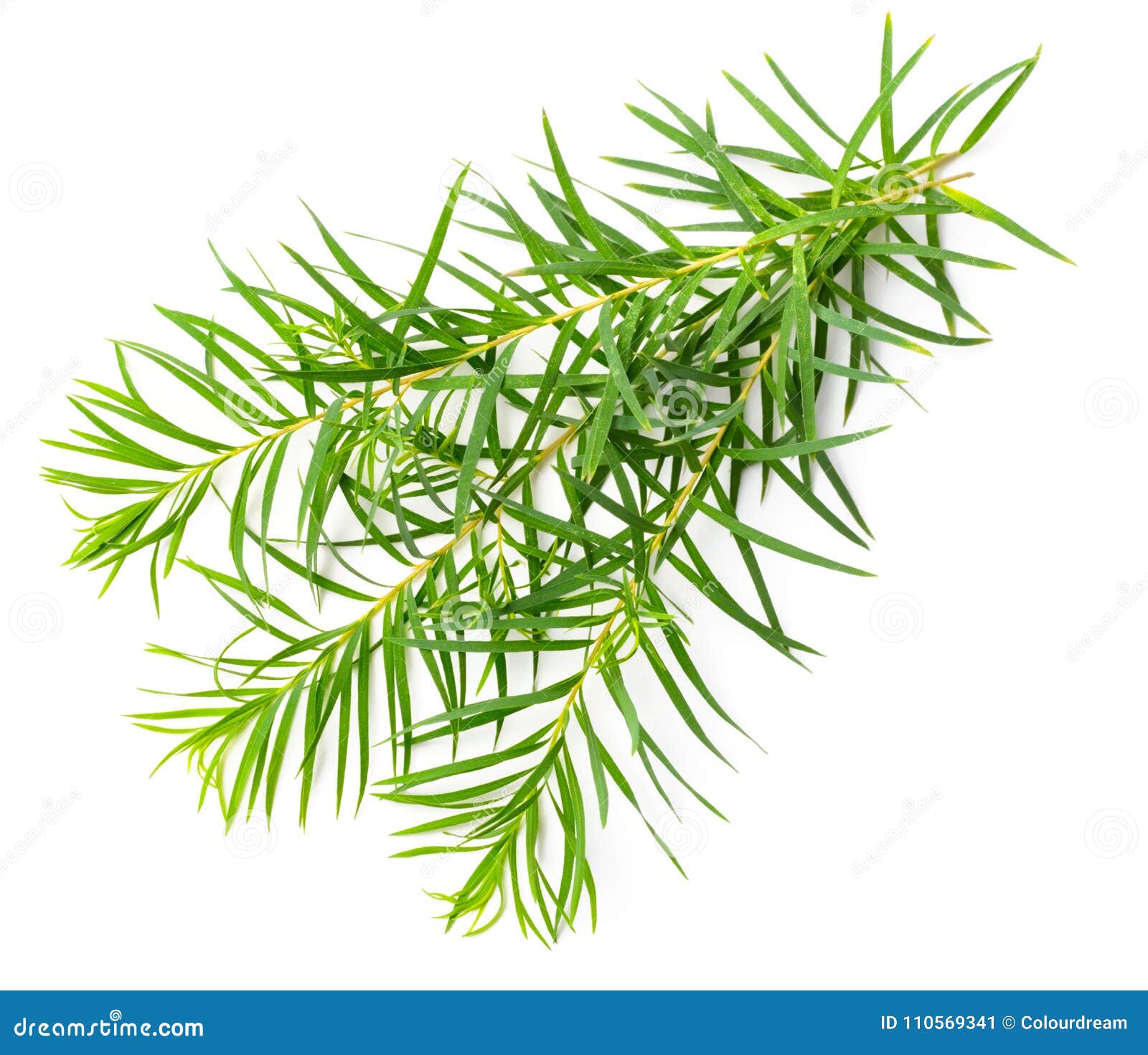 Fresh Tea Tree Leaves Isolated on White Stock Image - Image of branch ...