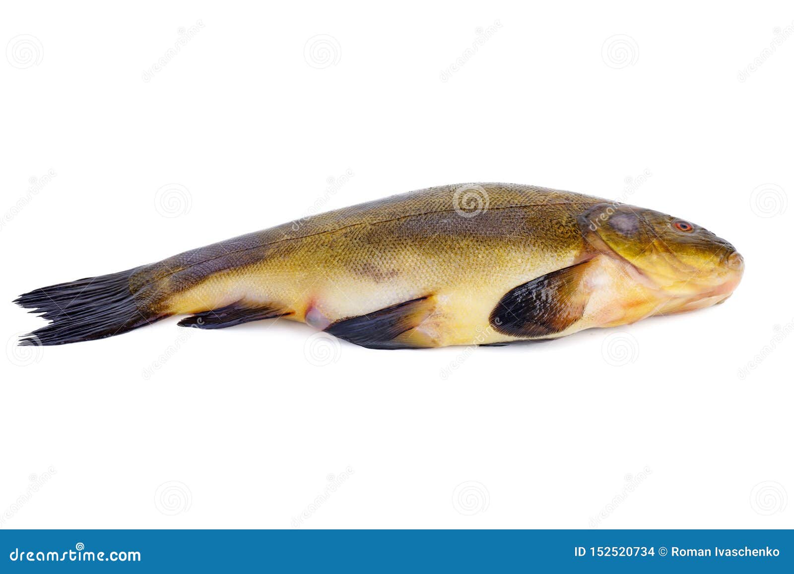 Fresh tench fish stock photo. Image of green, food, fishing - 152520734