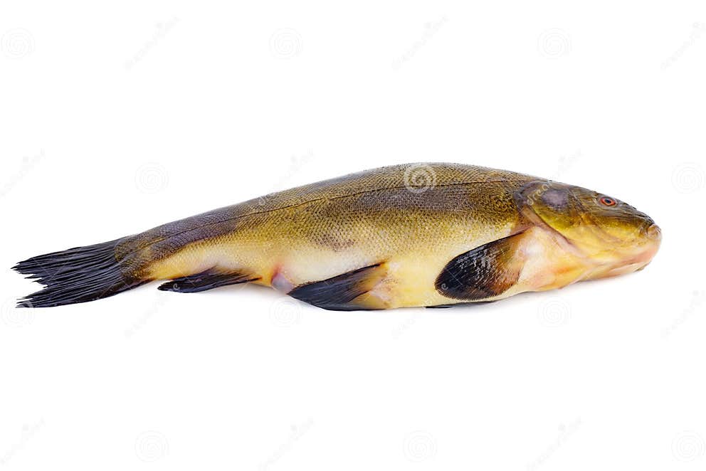 Fresh tench fish stock photo. Image of green, food, fishing - 152520734