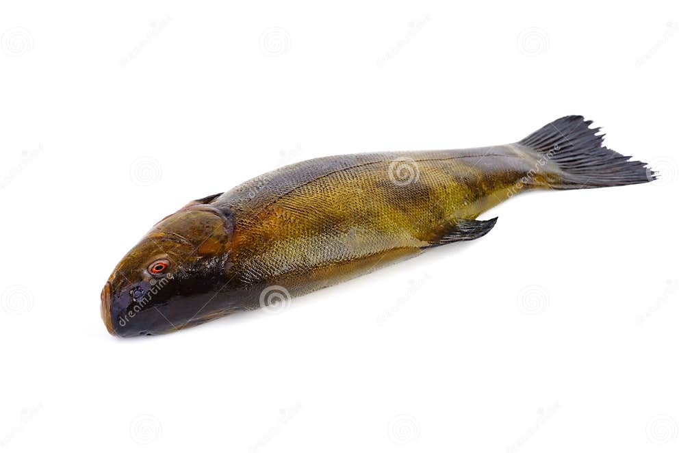 Fresh tench fish stock photo. Image of fishing, freshwater - 197790270
