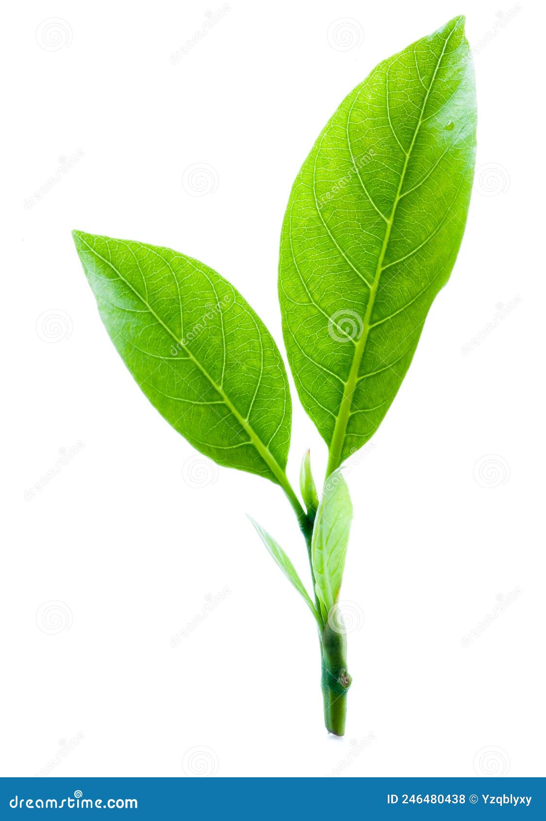 Fresh Tender Leaf Isolated White Stock Photo - Image of isolated ...