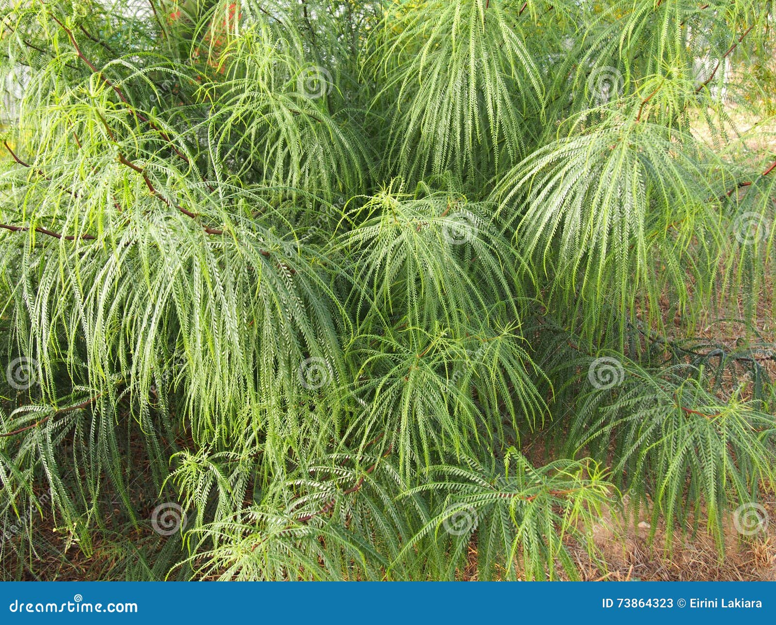 Fresh tender leaves stock image. Image of natural, petal - 73864323