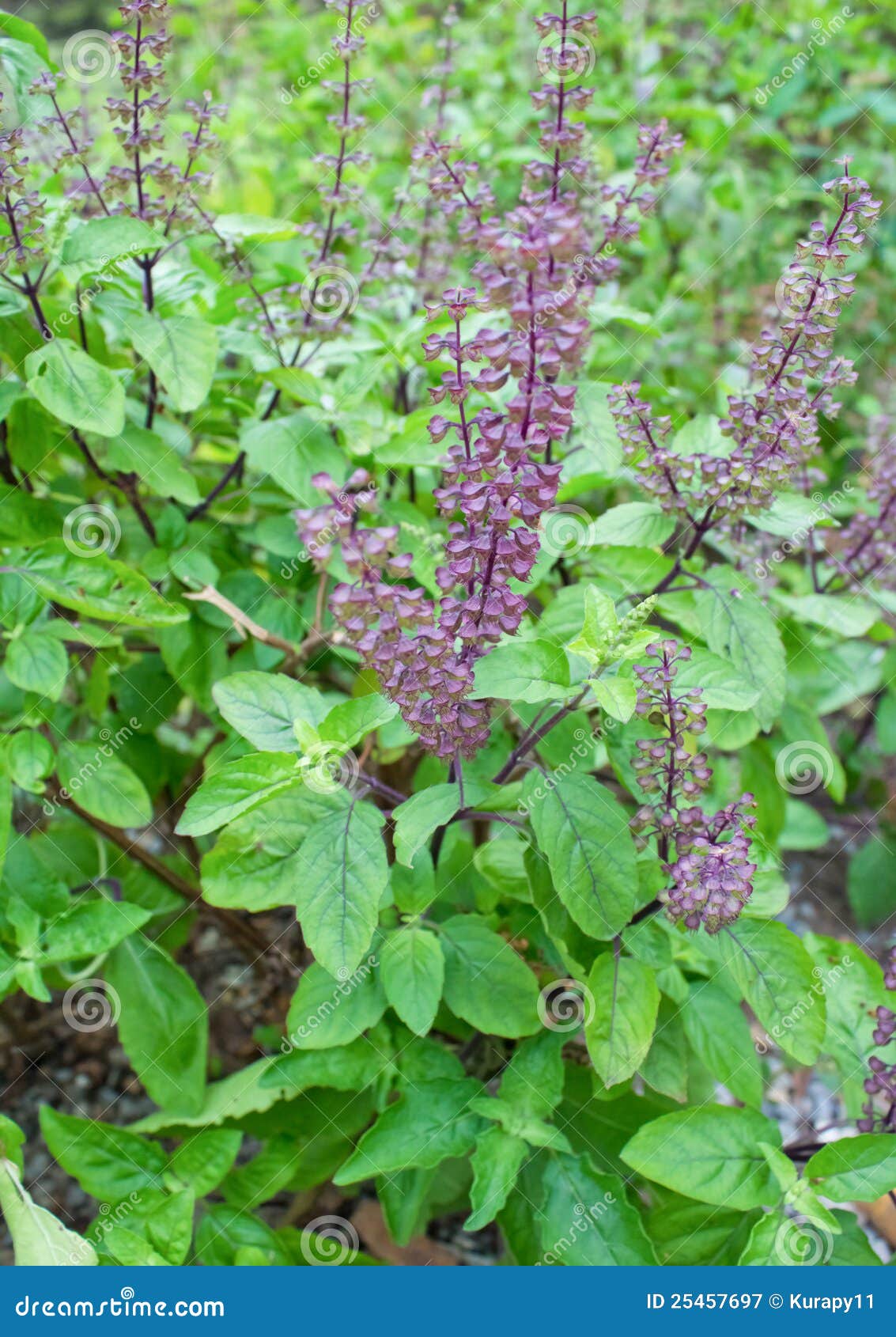 Fresh Thai or Asian Sweet Basil Stock Image - Image of diet, fresh ...
