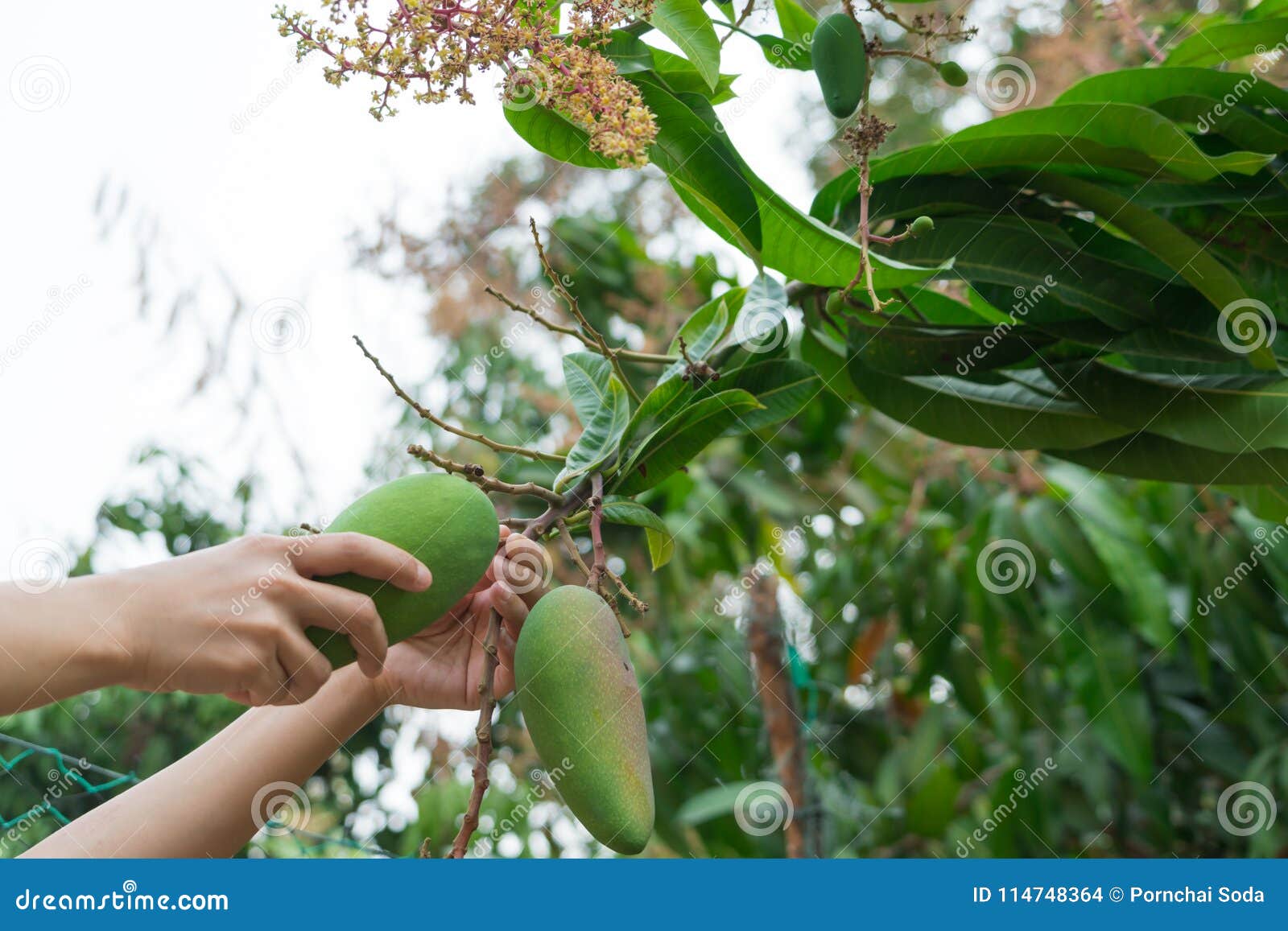 Fresh Thai Mangoes in Garden with Blue Sky Background Stock Photo ...