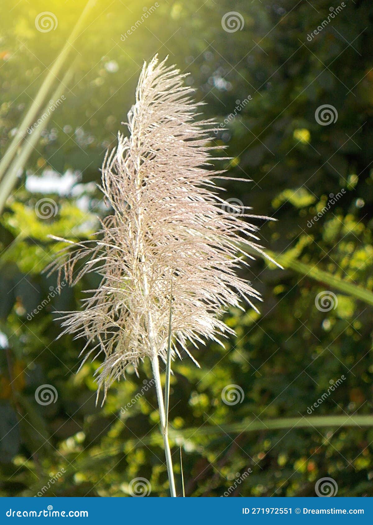 Fresh thatch grass stock image. Image of pagi, yang - 271972551