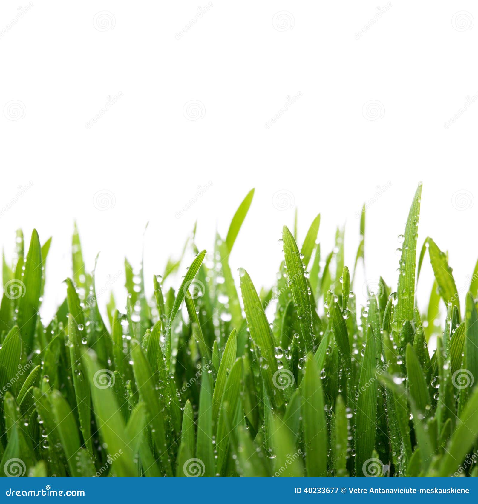 Fresh thick grass closeup stock image. Image of detail - 40233677