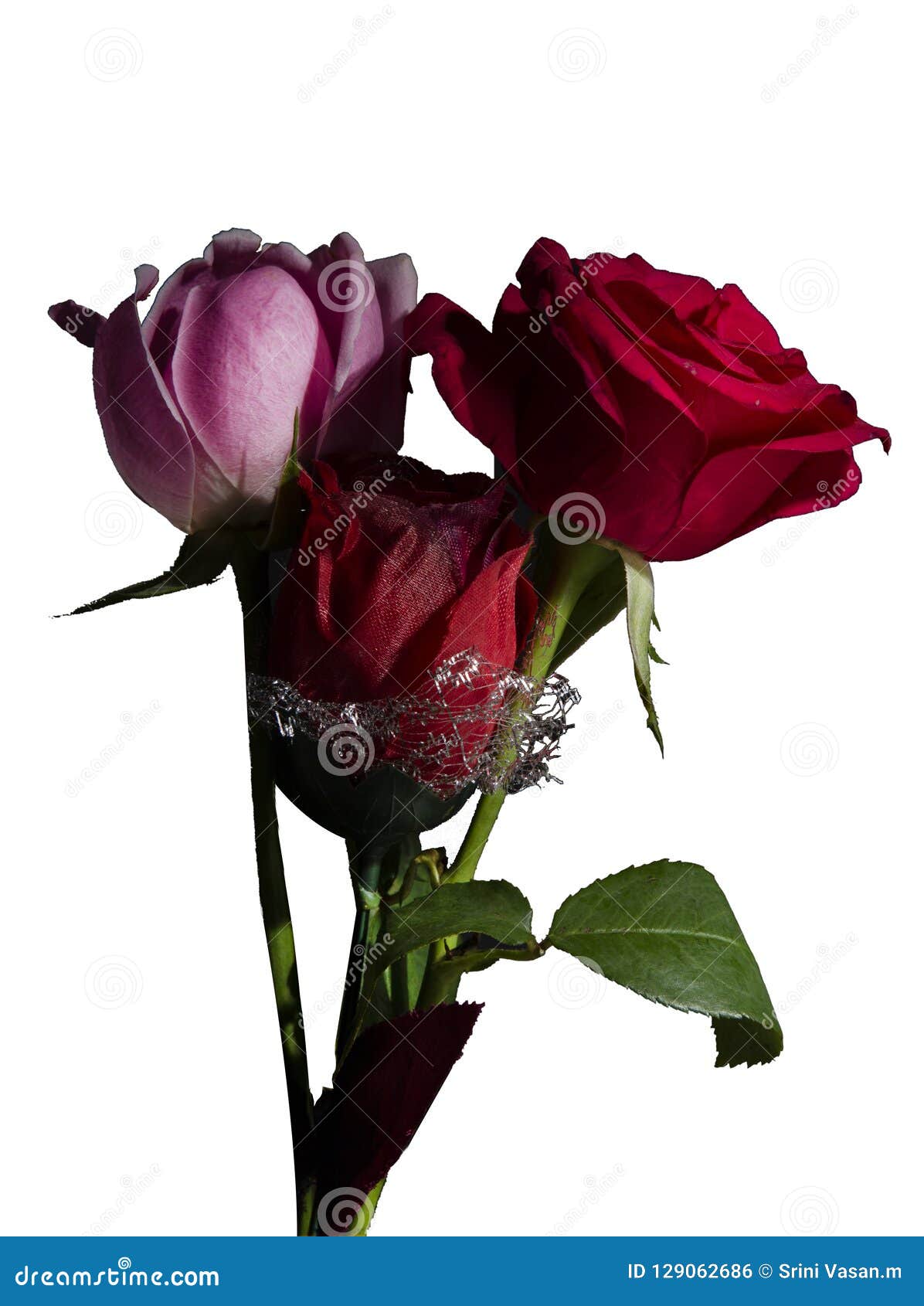 Fresh three Rose stock photo. Image of decor, petals - 129062686