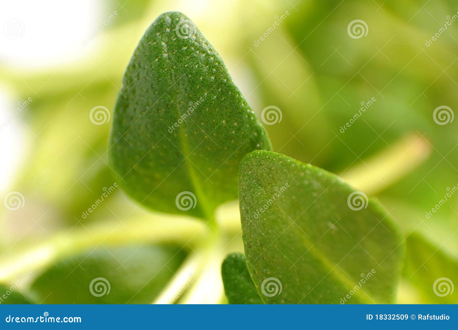 Fresh thyme stock image. Image of spring, seasoning, spice - 18332509