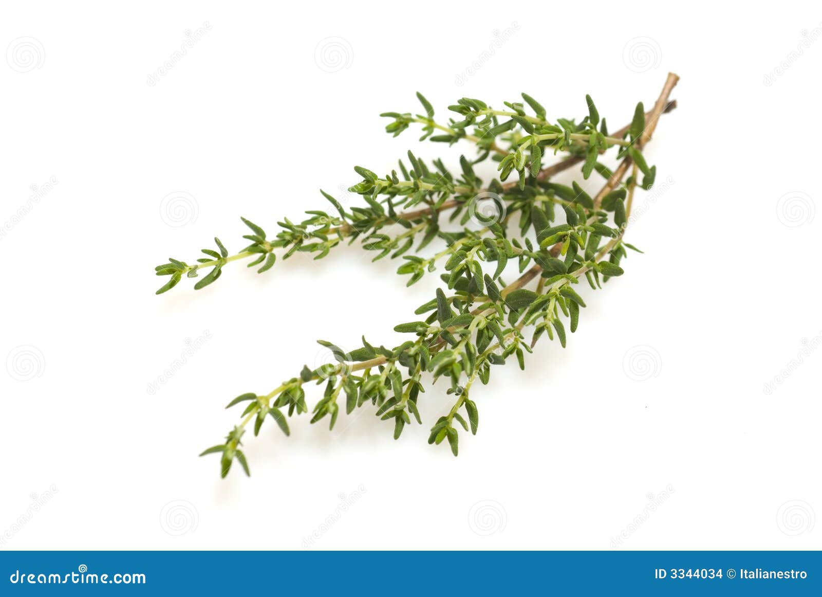 Fresh Thyme Herb Plant Close Up, Aromatic Perennial Evergreen Spice ...