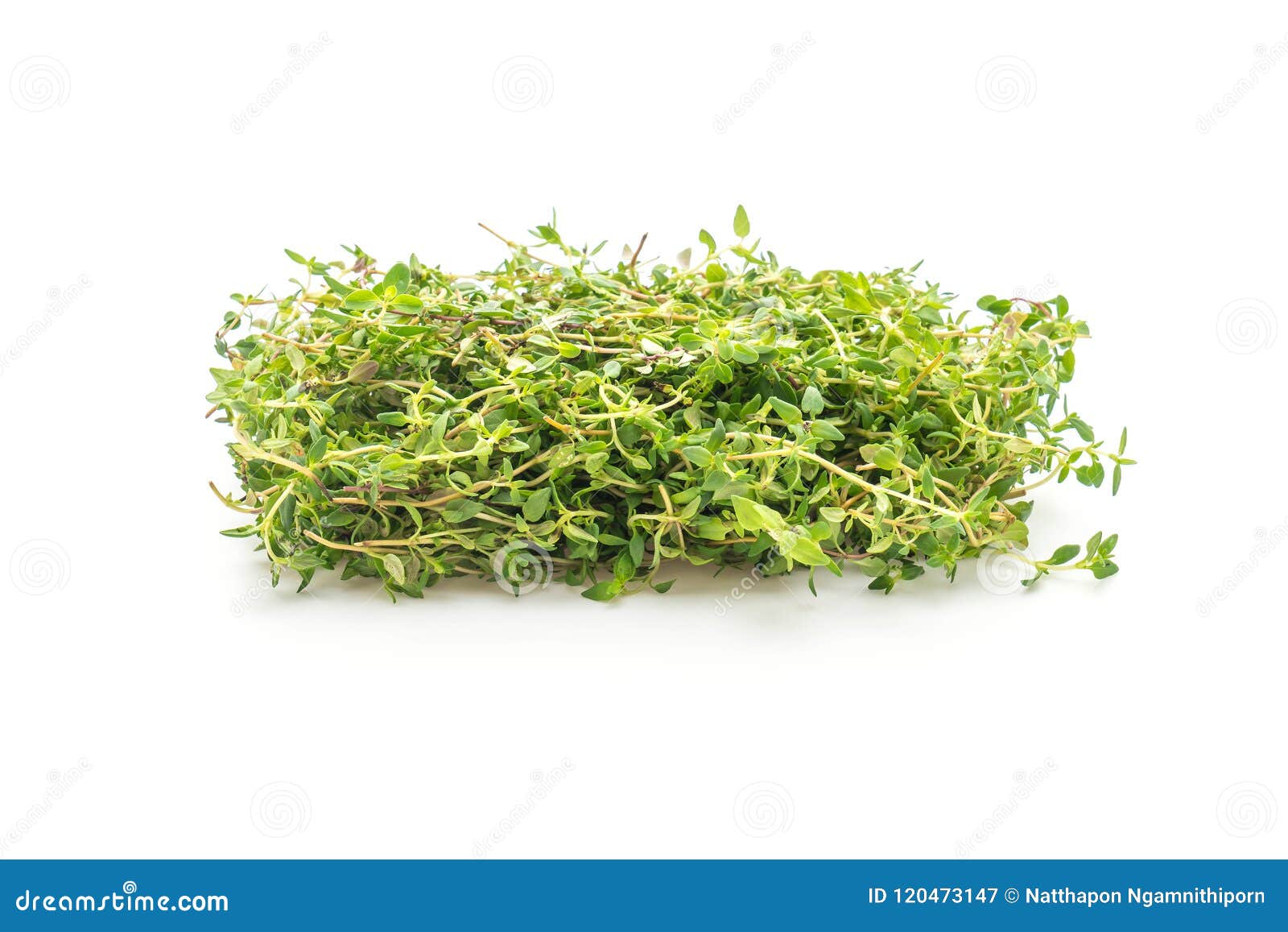 Fresh Thyme on White Background Stock Image - Image of aromatic, bunch ...