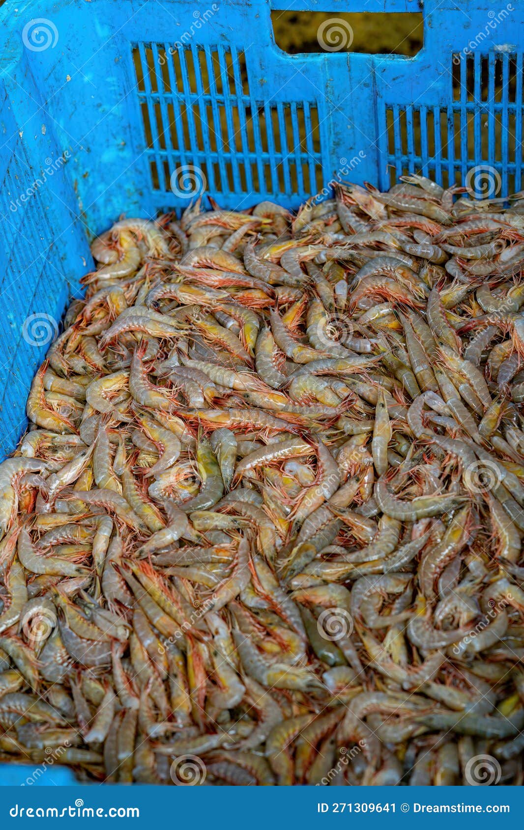 Fresh Tiger Prawn or Shrimps in the Basket Stock Image - Image of close ...