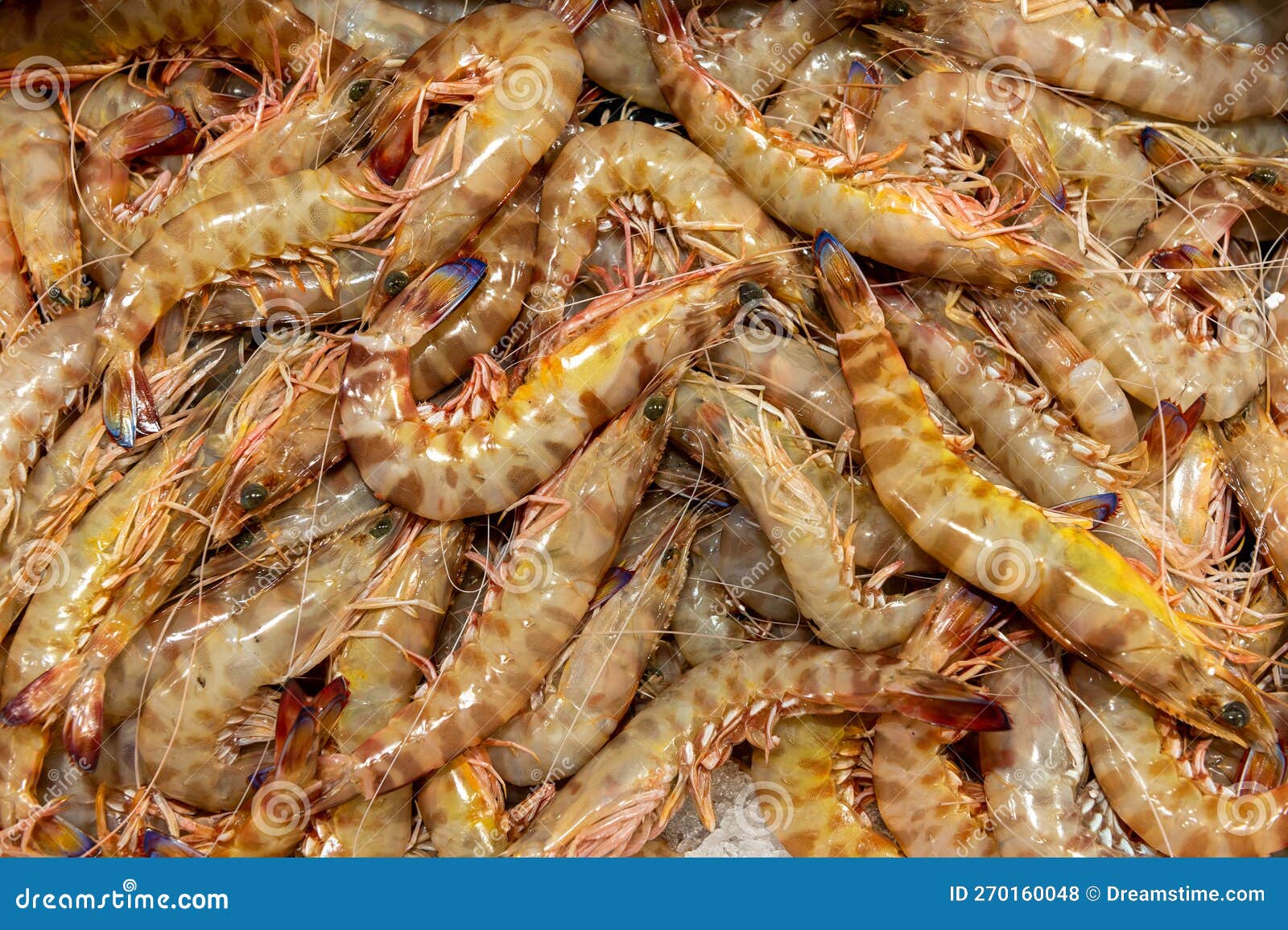 Fresh Tiger Prawns on Fish Market Stock Photo - Image of culinary ...