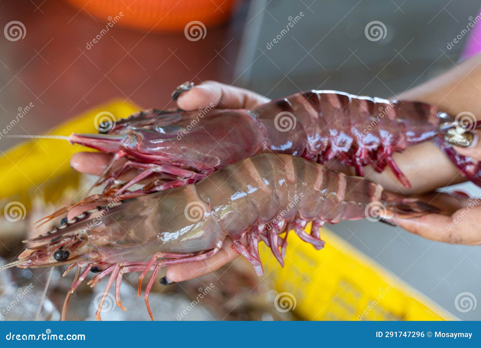 Fresh Tiger Prawns Form Fish Raft Stock Photo - Image of shrimp ...
