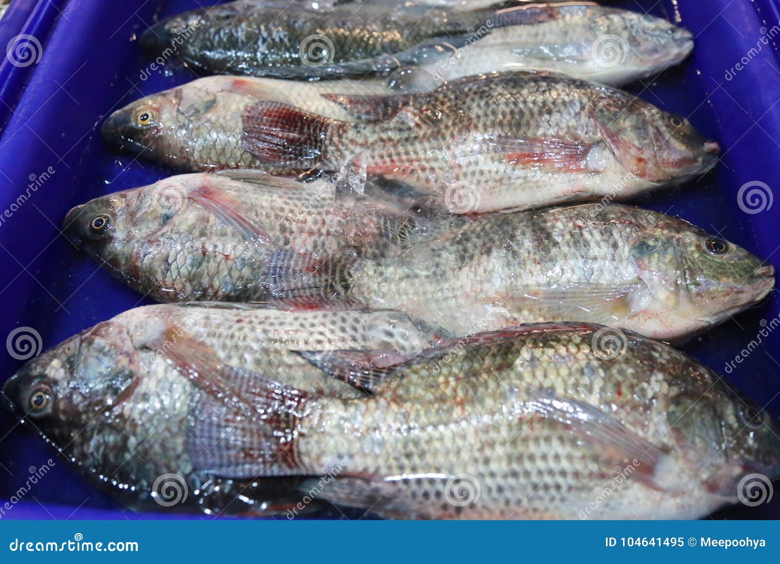 Fresh Tilapia Fish in the Blue Plastic Container. Stock Image - Image ...