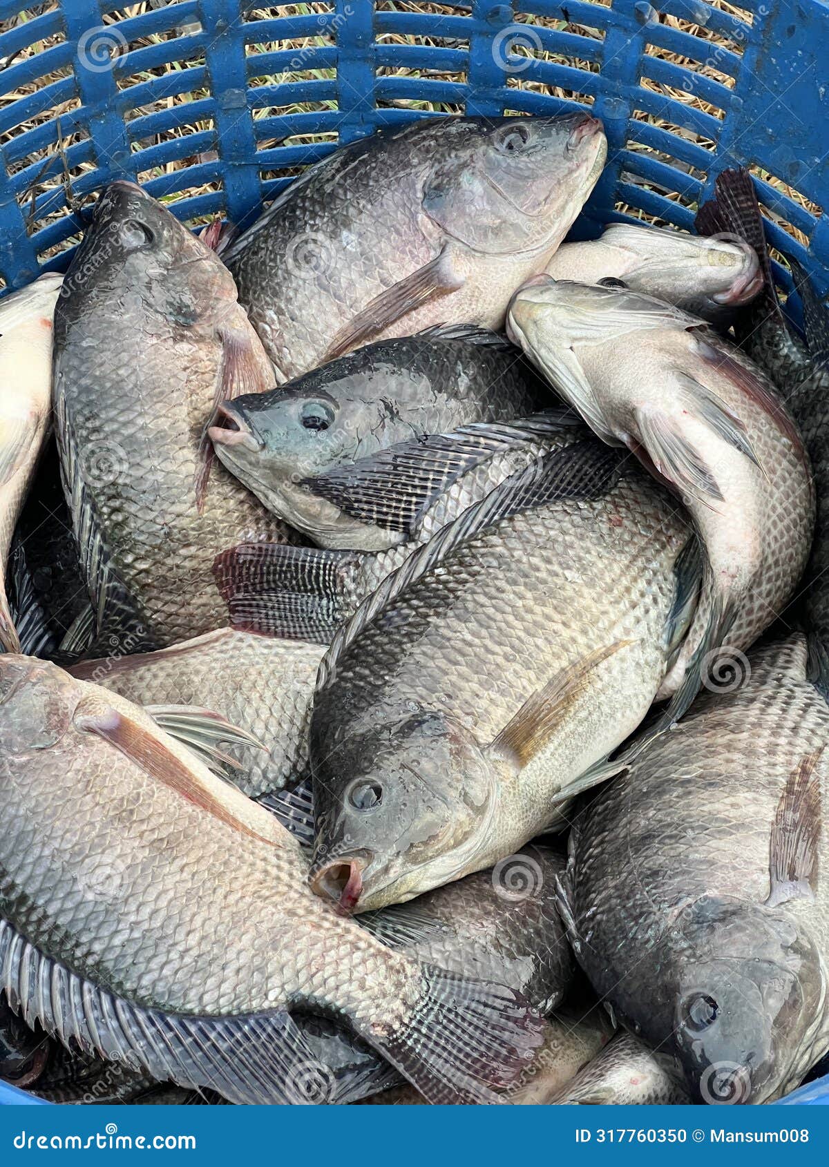 Fresh Red Tilapia, Known As Mojarra In Mexico Royalty-Free Stock Photo ...